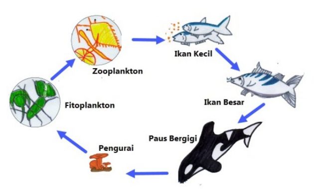 Macam-Macam Rantai Makanan : Pengertian, Piramida, Jaring, Contoh