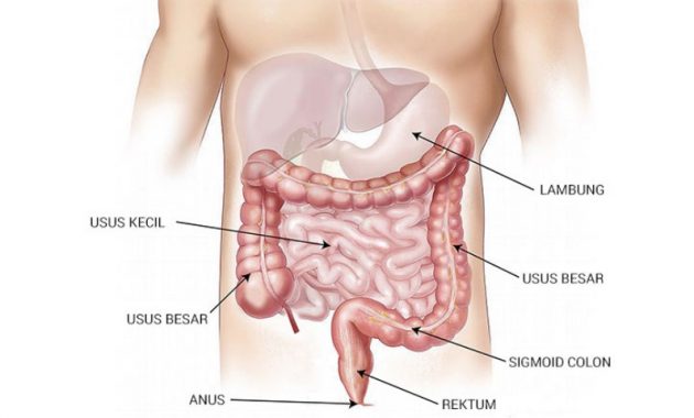 Usus Besar : Pengertian, Fungsi, Struktur dan Bagiannya