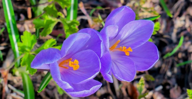 Tumbuhan Dikotil : Pengertian, Ciri, Struktur & Contohnya Lengkap